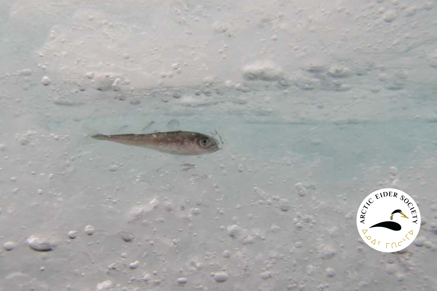 Arctic Cod - Nunavik-IcE