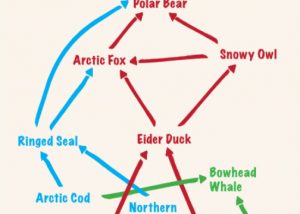 Arctic Food Webs - Nunavik-IcE