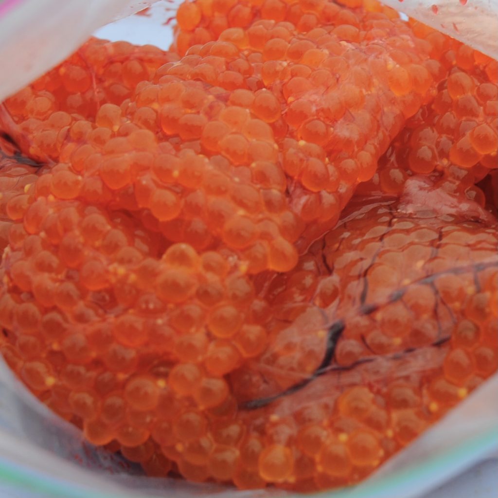 Preparing suvalik to study mixtures - Nunavik-IcE