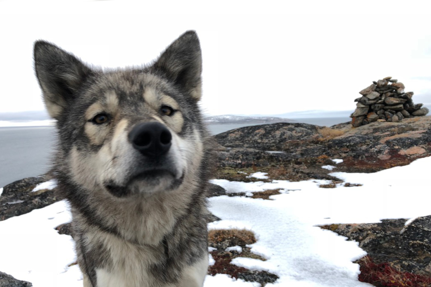Respecting the Animals - Nunavik-IcE