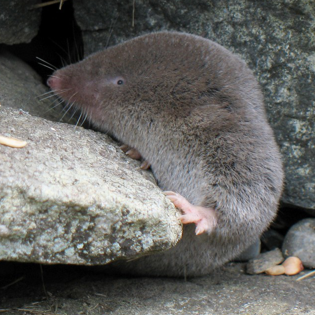 ᐆᒪᔪᐃᑦ ᑌᔭᐅᒍᓯᖏᑦ - Nunavik-IcE