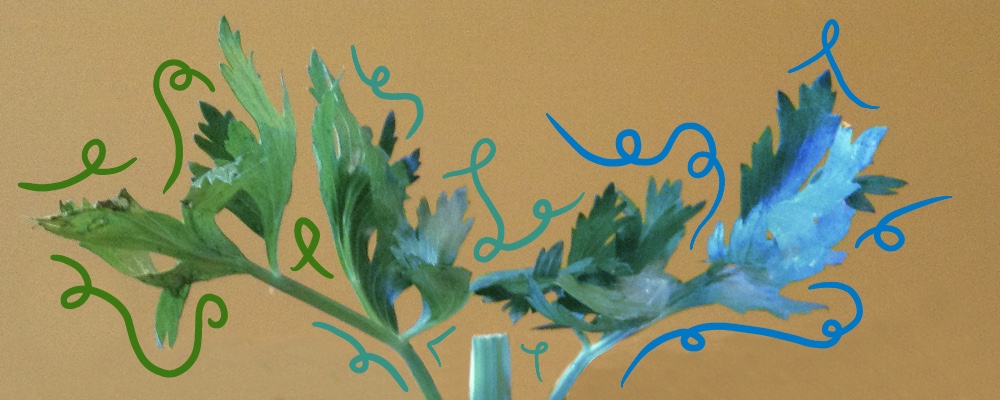 Color Changing Celery - Nunavik-IcE