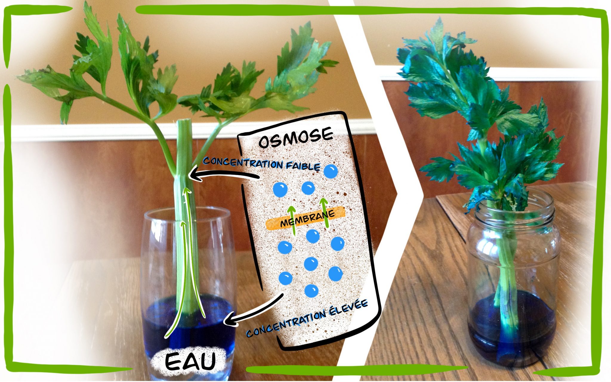 Cèleri qui change de couleur - Nunavik-IcE