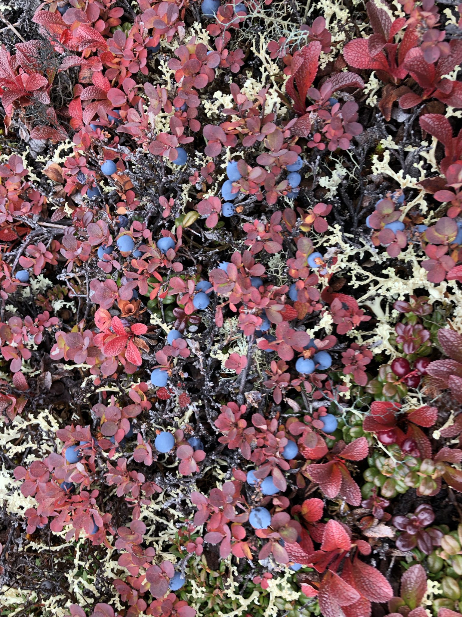 Nutrition et hydratation - Nunavik-IcE