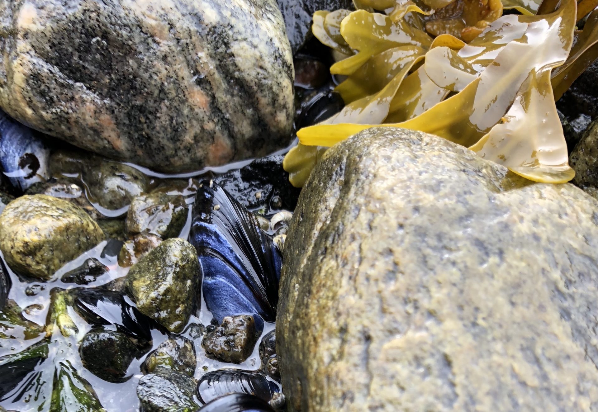 Sea and Seashore Creatures - Nunavik-IcE